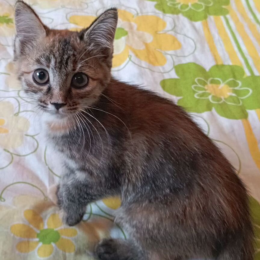 Кошка 2.5 месяца