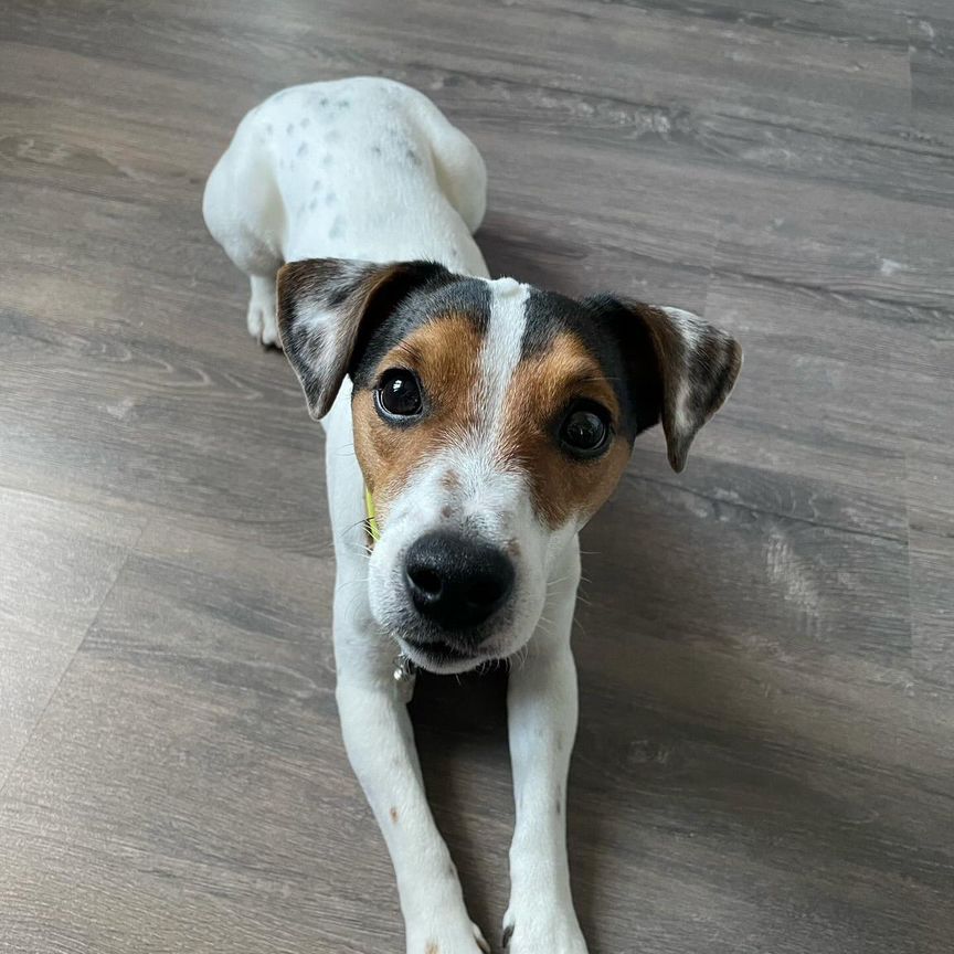 Джек рассел терьер