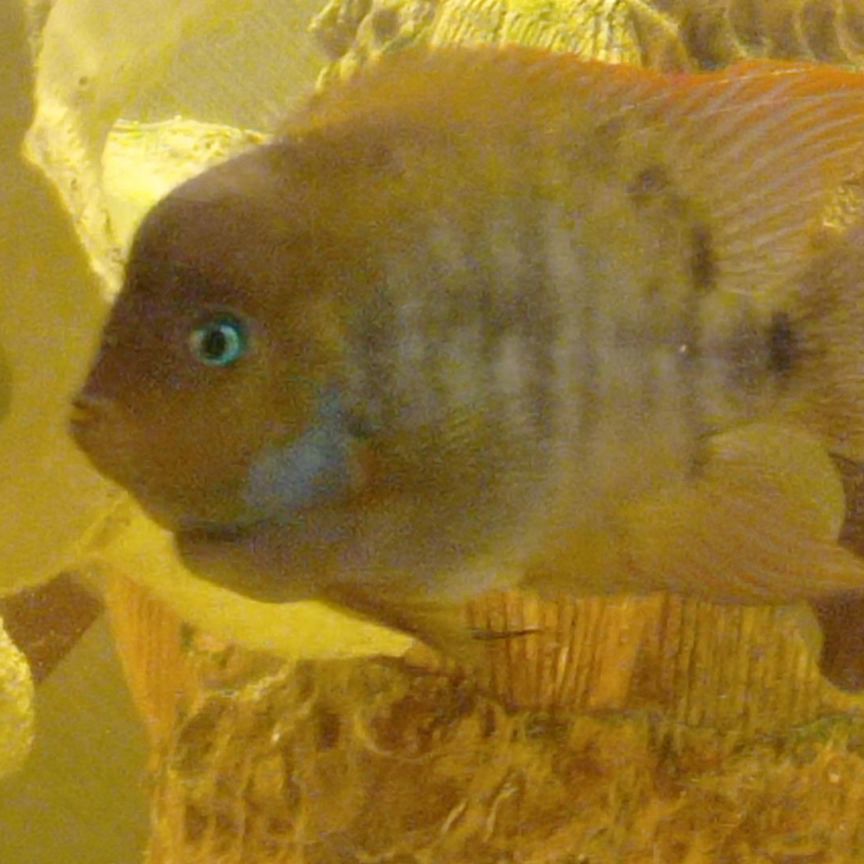 Аквариумные рыбки