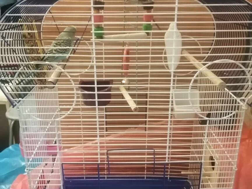 Волнистые попугаи с клеткой