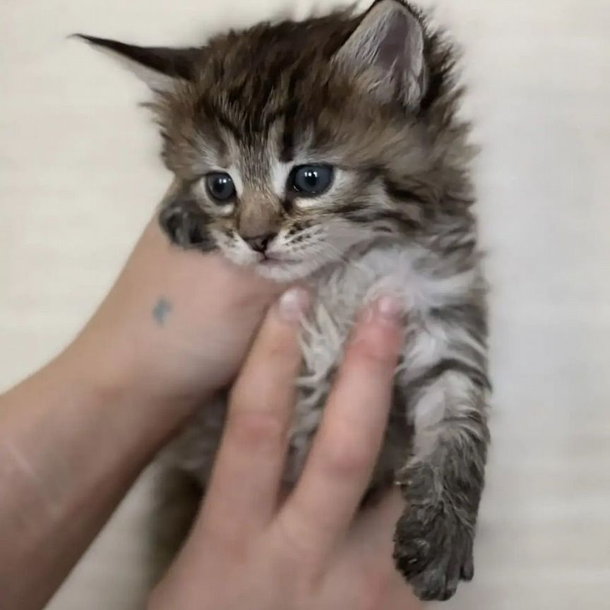 Мейн-кун котёнок
