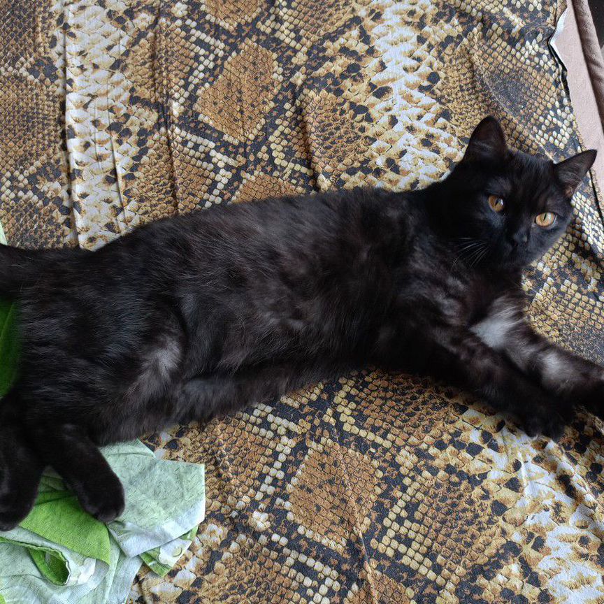 Котик в добрые руки