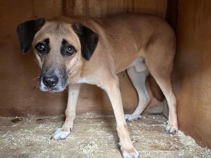 Собако Рембо просит помощи