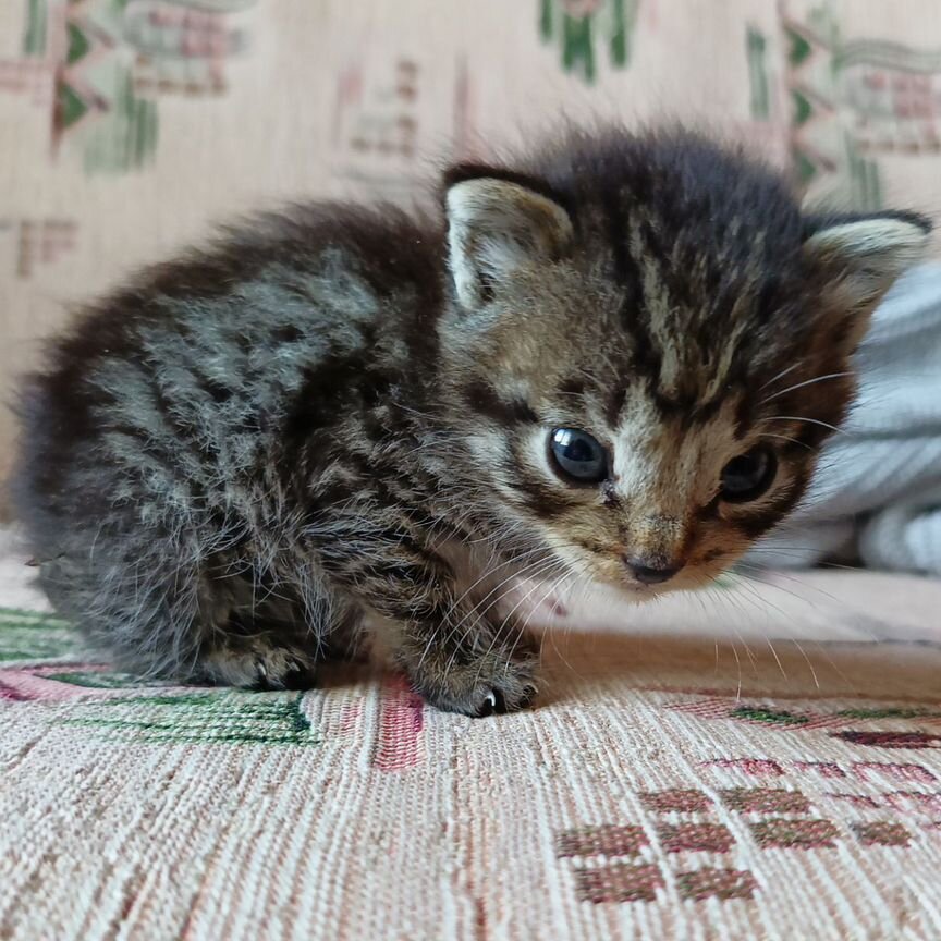 Отдам в добрые руки котенка