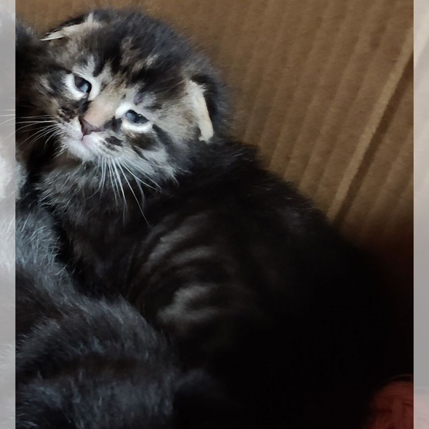 Котёнок в добрые руки