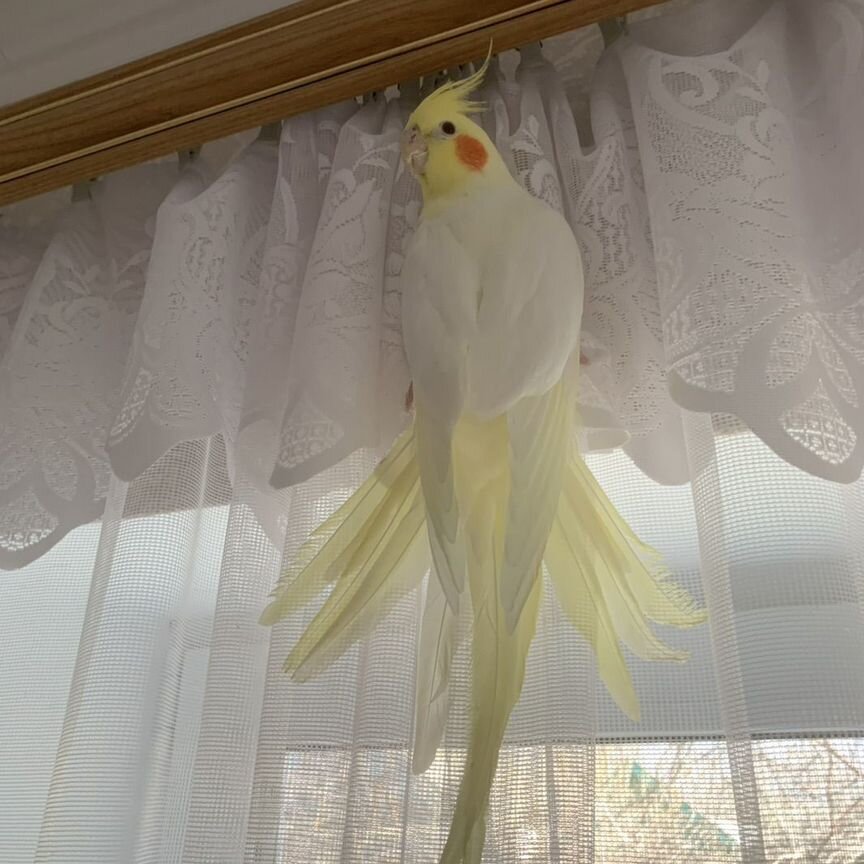 Попугай корелла