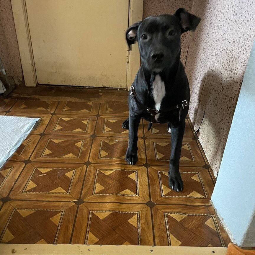 Щенок в добрые руки