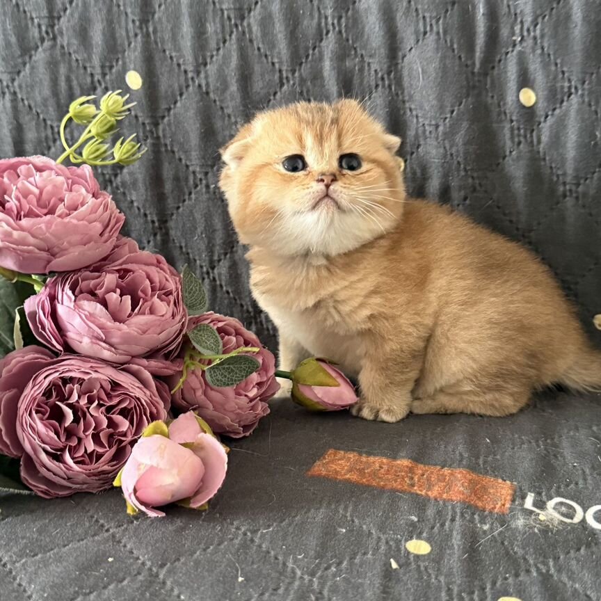 Шотландский вислоухий короткошёрстный котёнок
