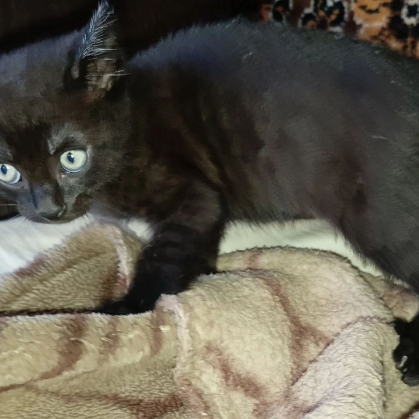 Котенок в добрые руки