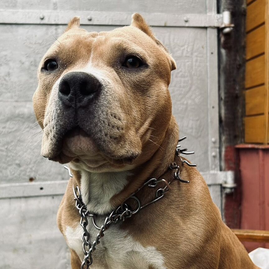 Американский булли