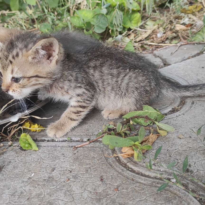Отдам в добрые руки котят