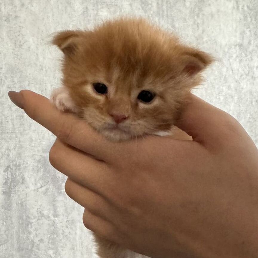 Котята мейн-кун полидакт