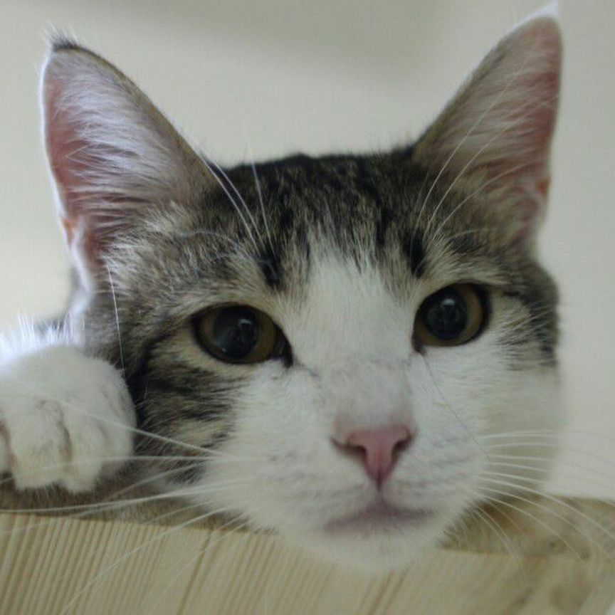 Котик из приюта ищет дом