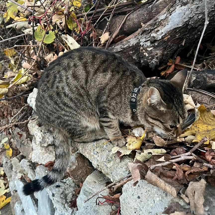 Кошечка юнная ищит добрые руки очень ласковая и