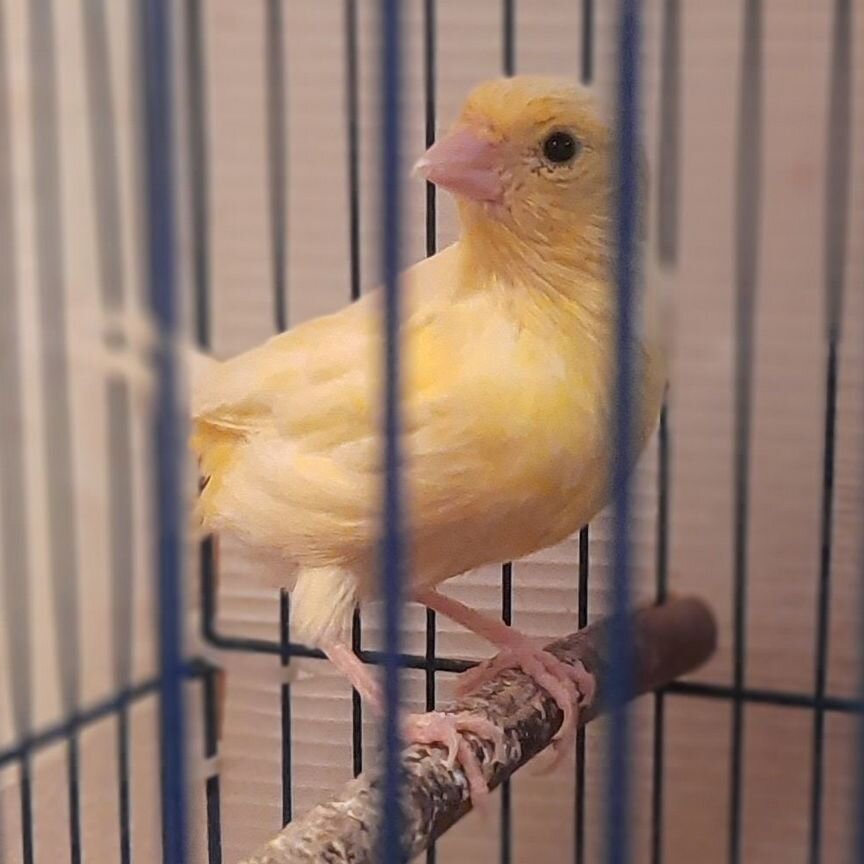 Канарейки самки