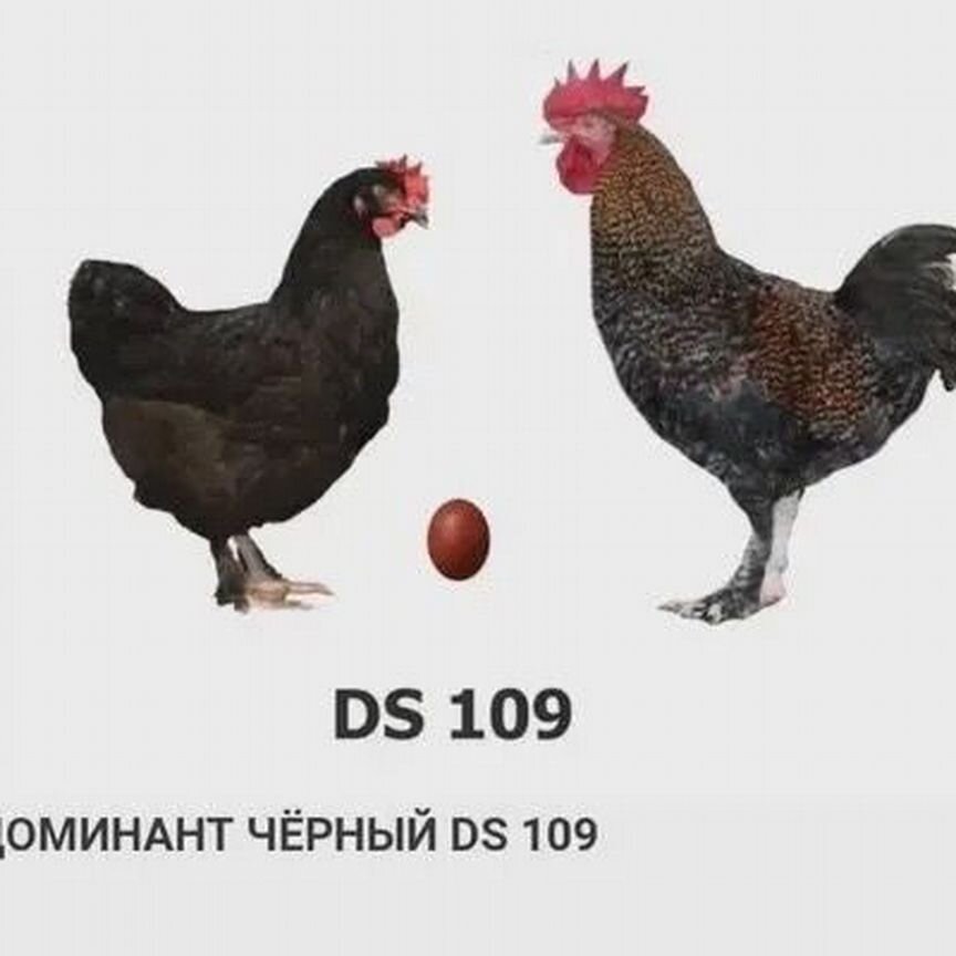 Цыплята несушки подрощенные