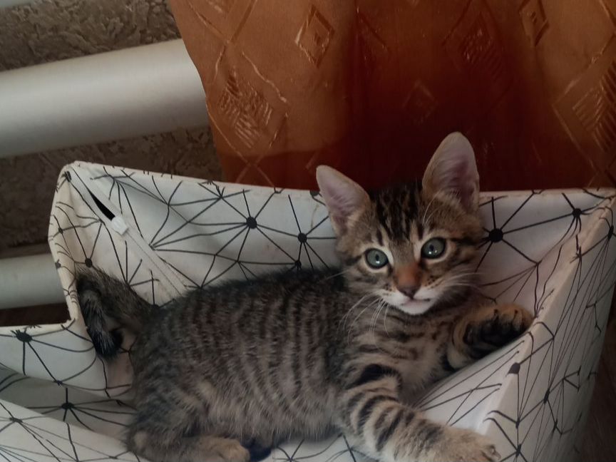 Котята от бенгальской кошки