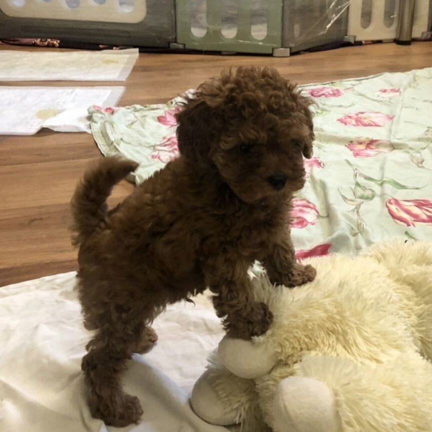 Той-пудель, щенок