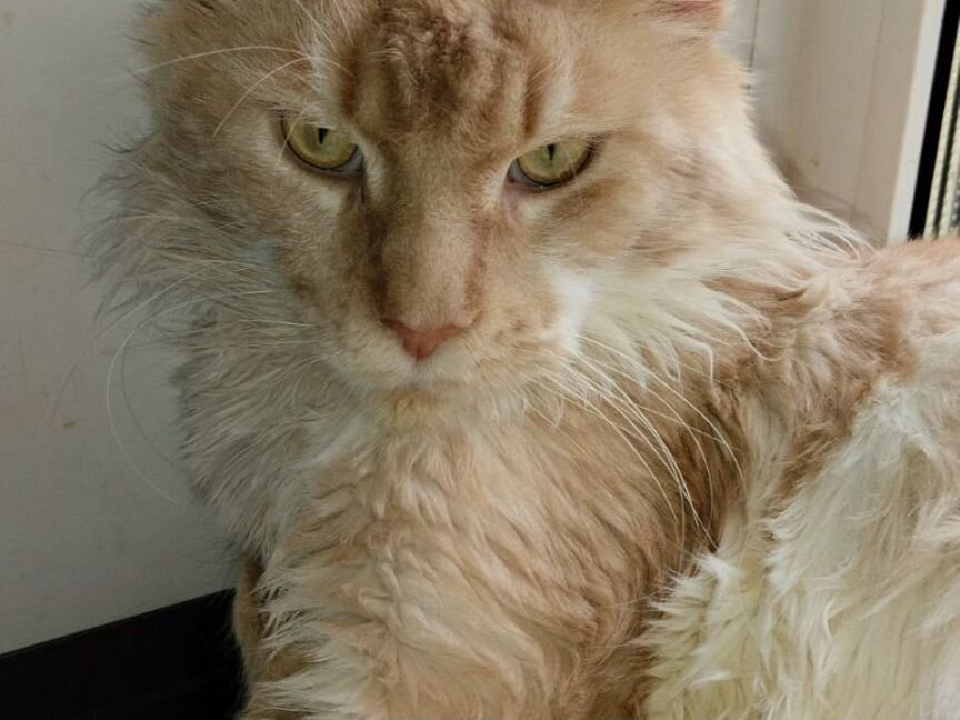 Котик в добрые руки