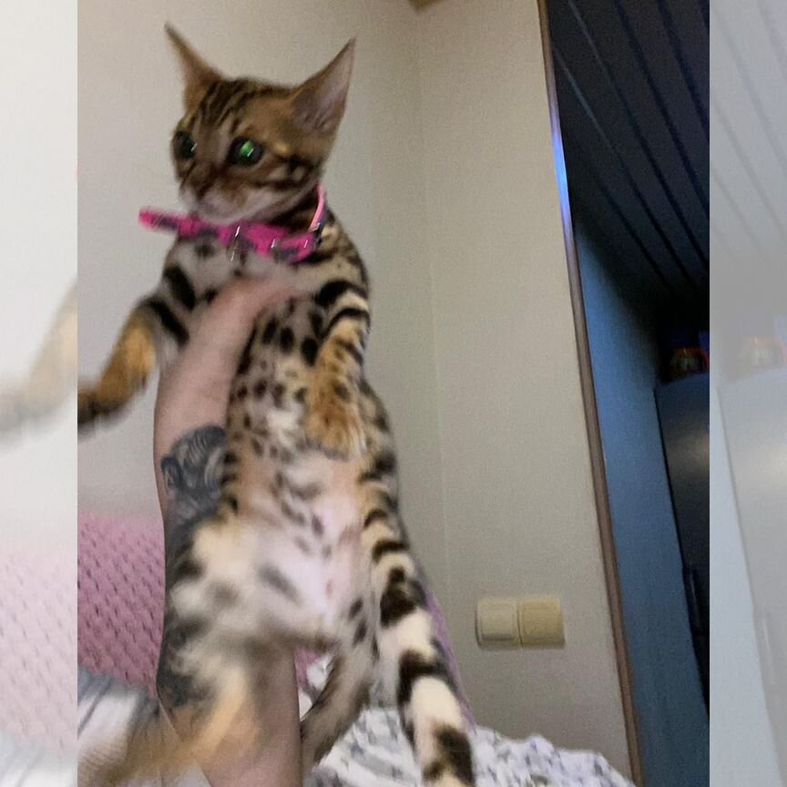 Бенгальская кошка