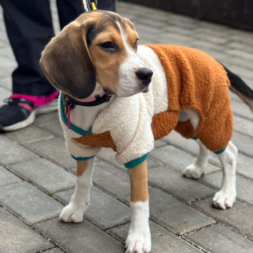 Комбинезон плюшевый/флисовый для собаки