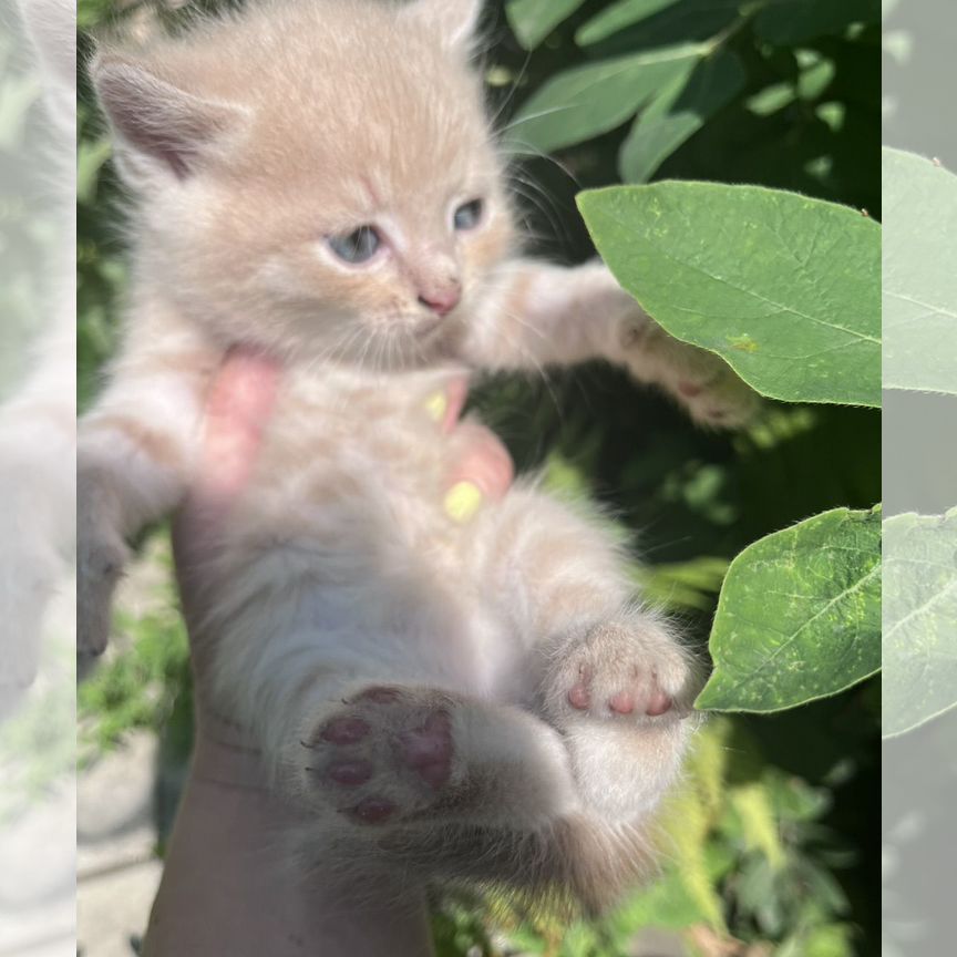 Котёнок в добрые руки