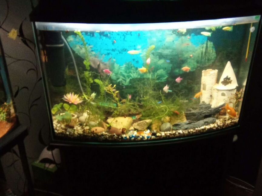 Аквариум