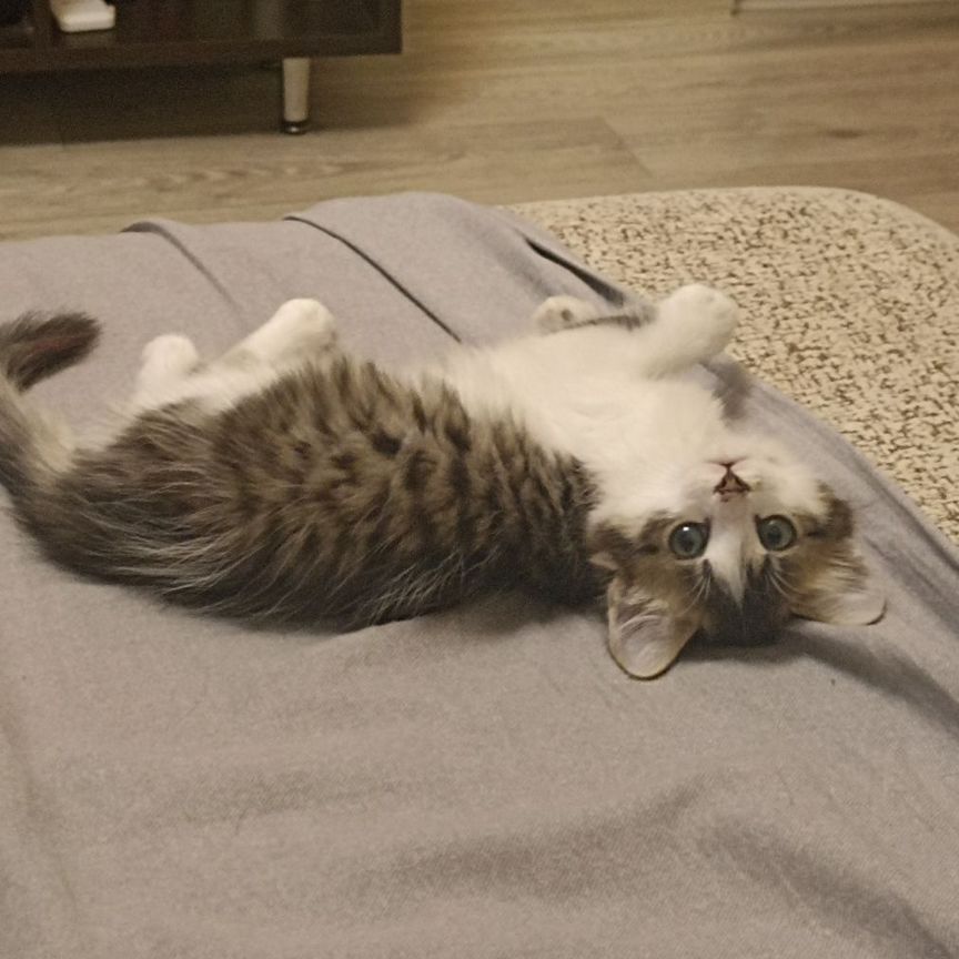 Котёнок в добрые руки