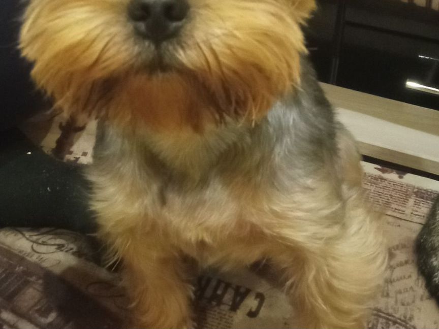 Йоркширский терьер