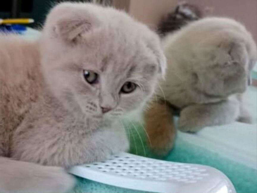 Плюшевая Элита) Скоттиш Фолд