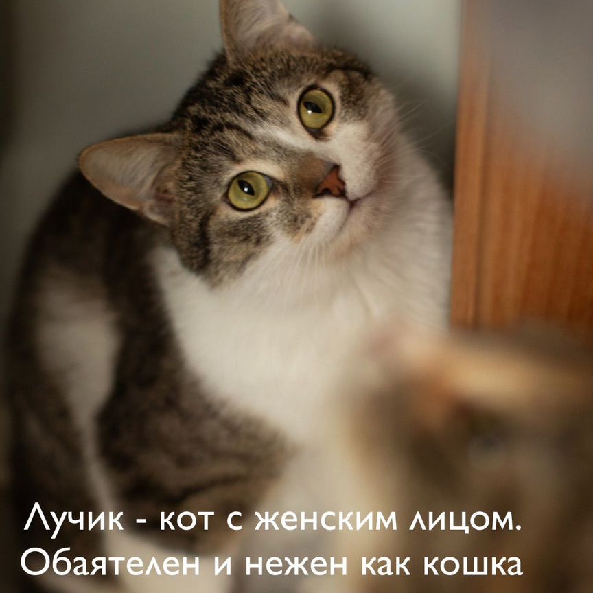 Взрослый кот в добрые руки