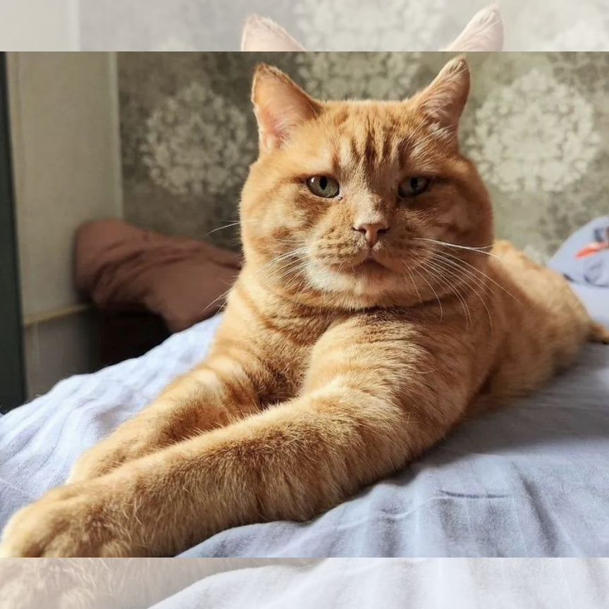 Взрослый кот в добрые руки