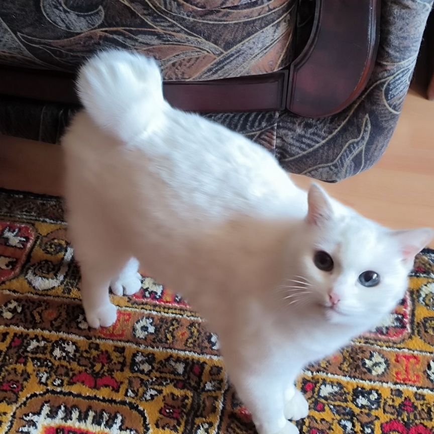 В добрые руки Кошка бобтейл белая