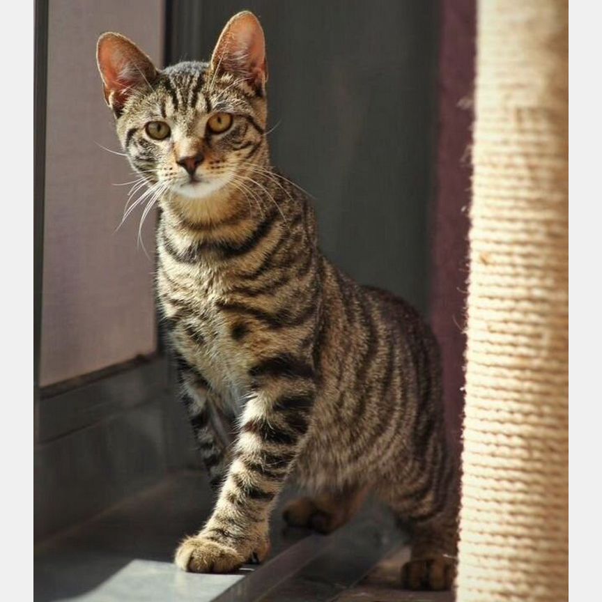 Активный котенок исследователь