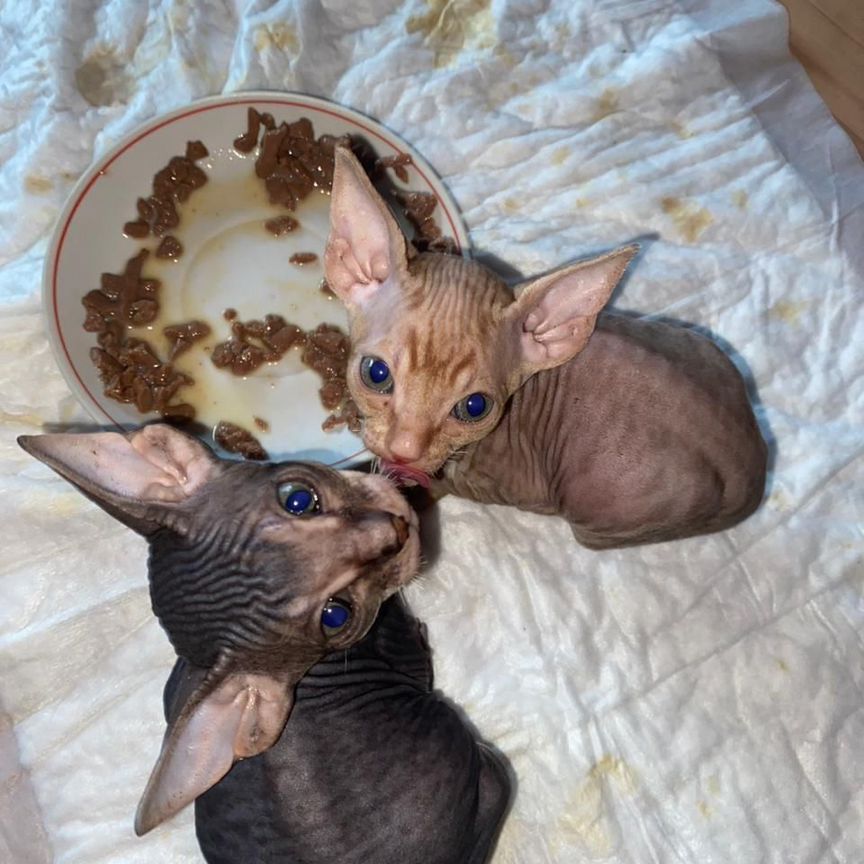 Донской сфинкс котята