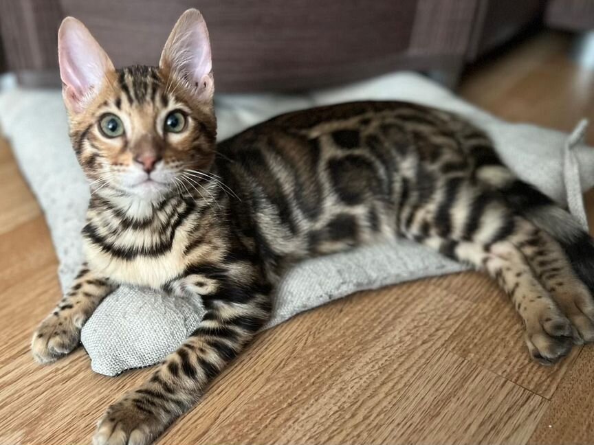 Бенгальская