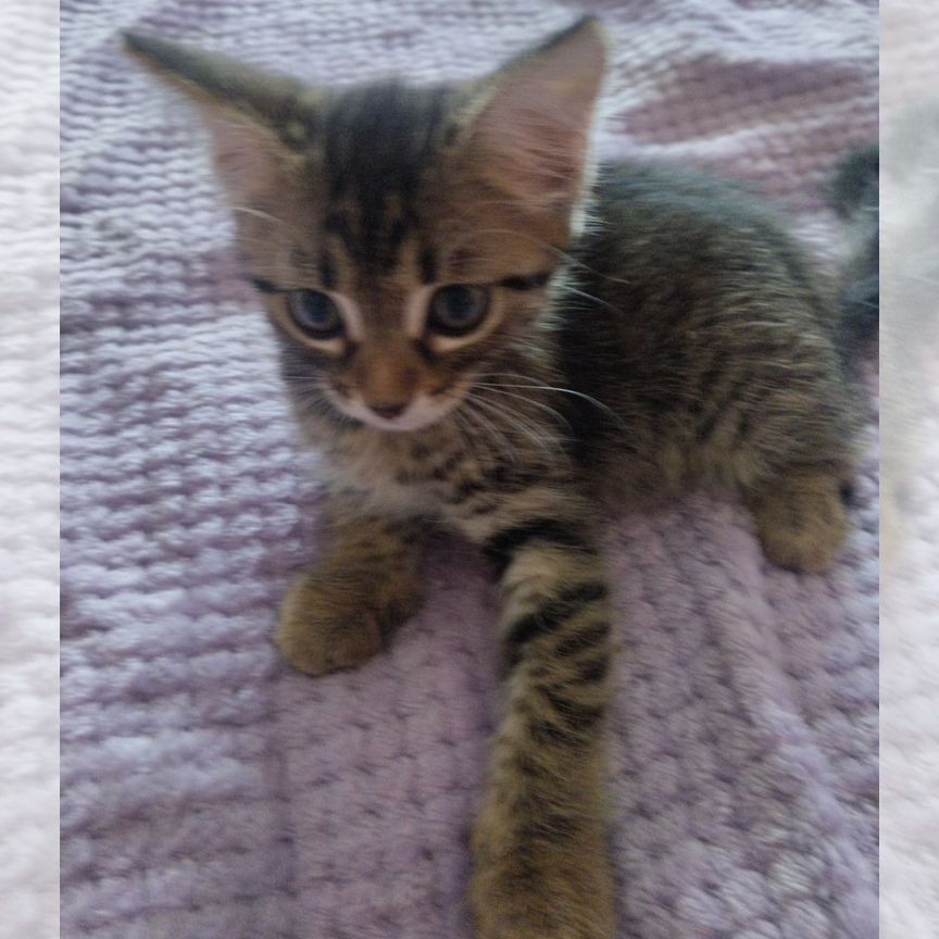 Донской сфинкс котёнок