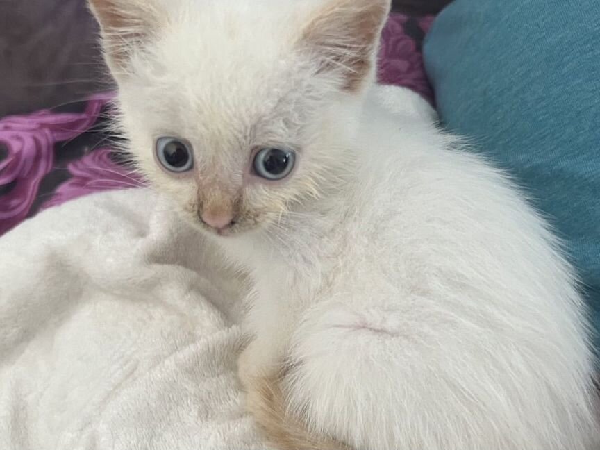 Котята