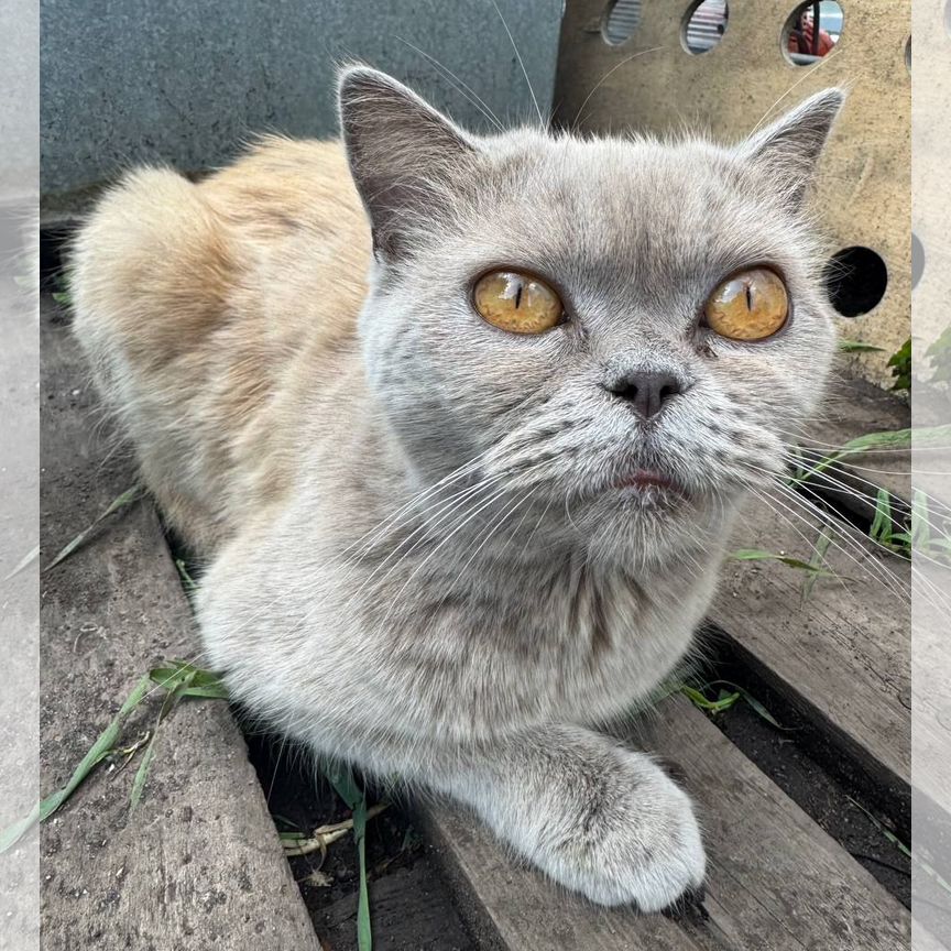 Кошка британка