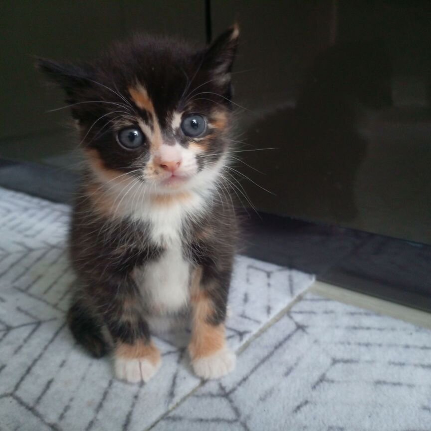 Трехцветная кошечка
