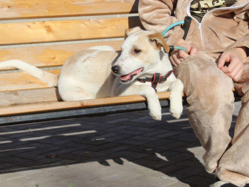 Щенок мальчик ищет дом