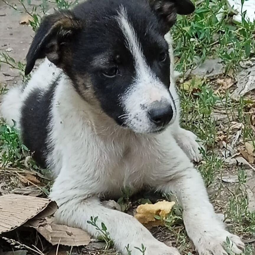 Девочка щеничка