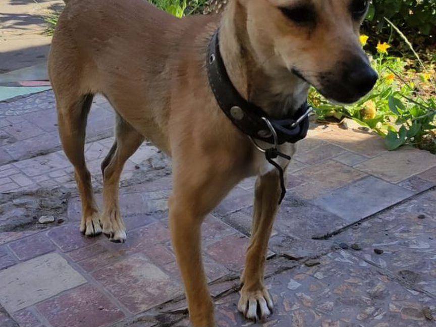 Цвергпинчер