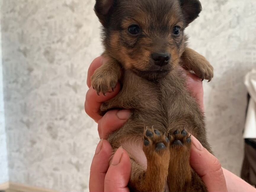 Мини той-терьер щенки