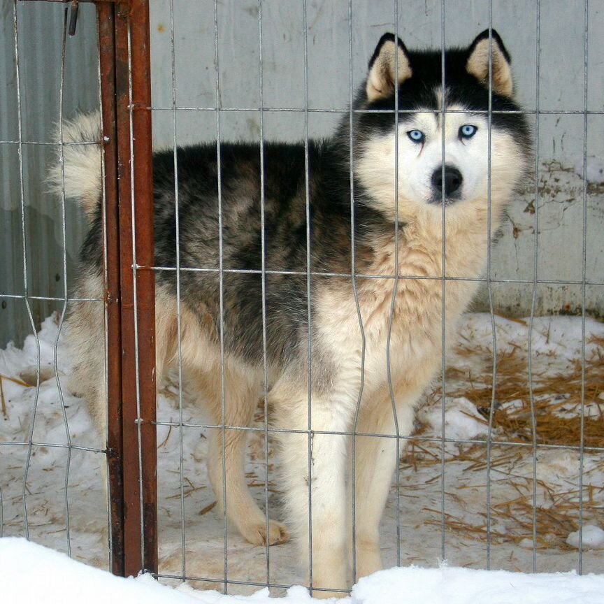 Сибирский хаски в добрые руки