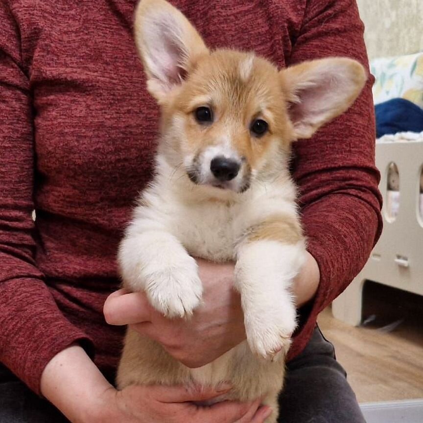 Вельш Корги Пемброк, щенок