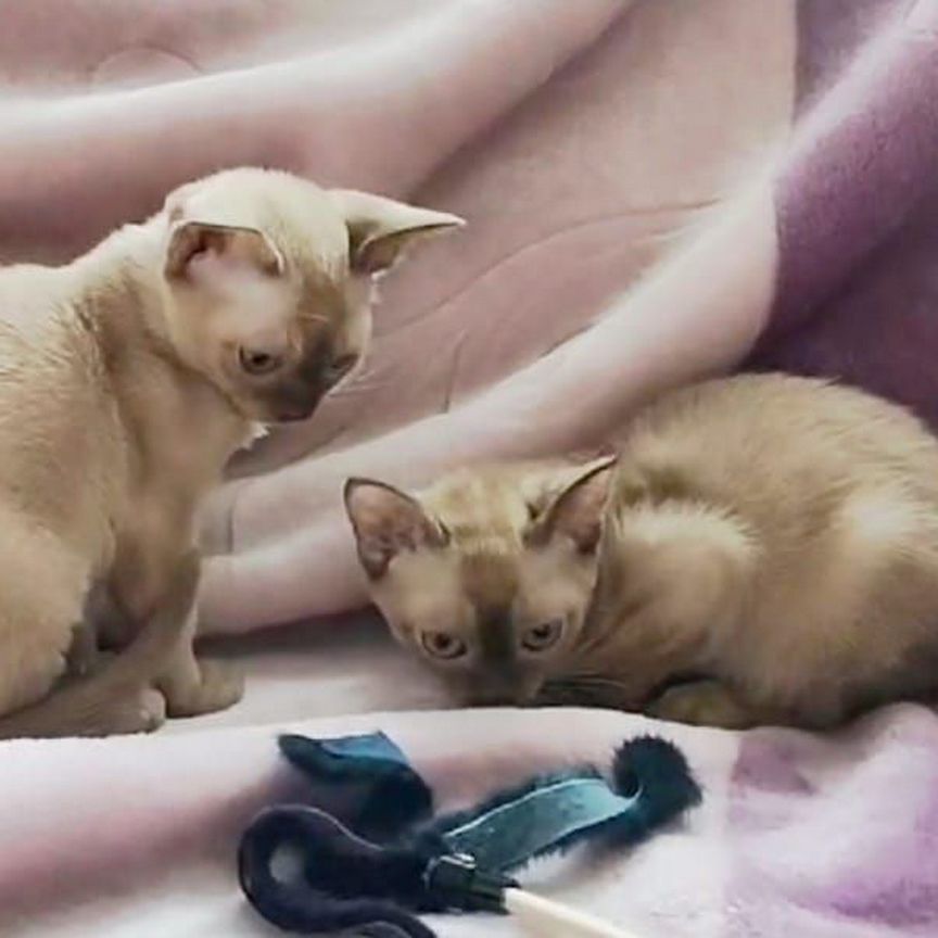 Бурманские котята