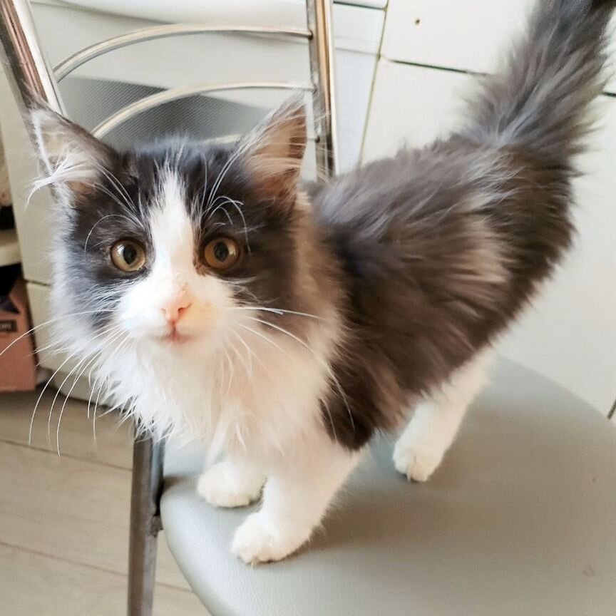 Котенок мальчик 4 месяца