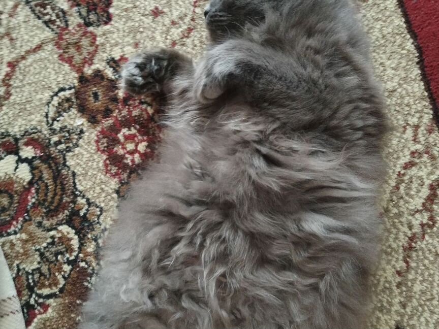 Продается кошка