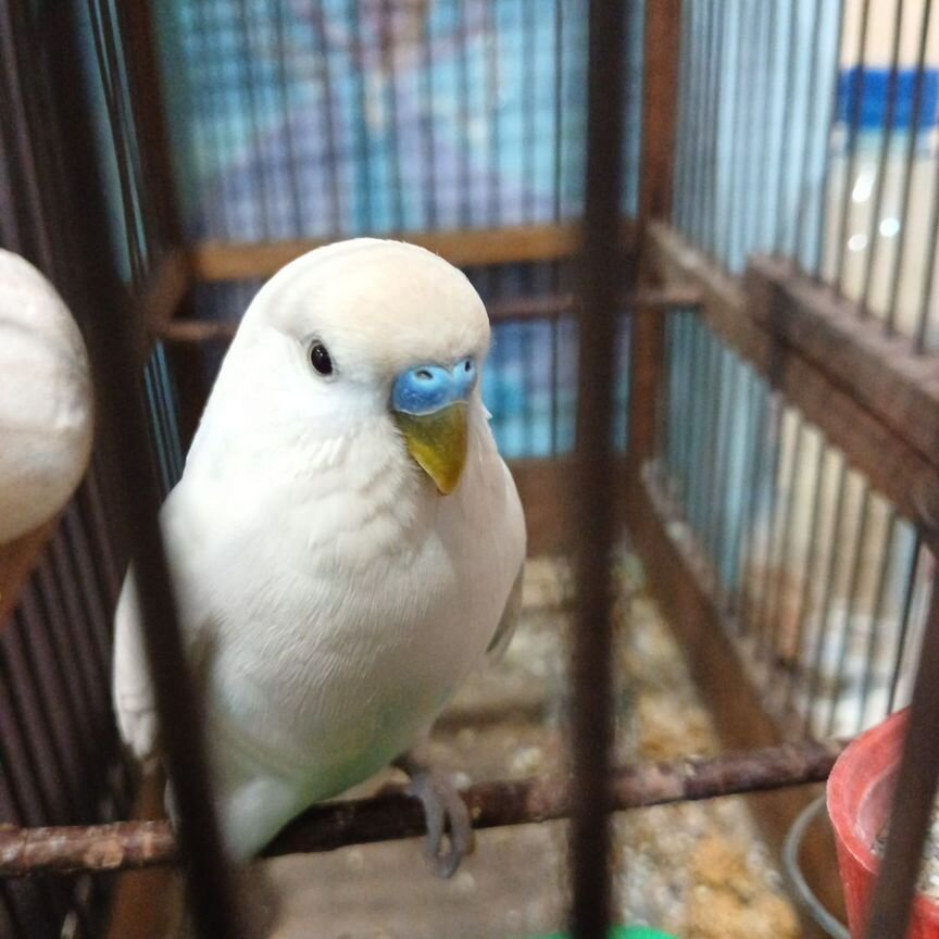 Волнистый попугай